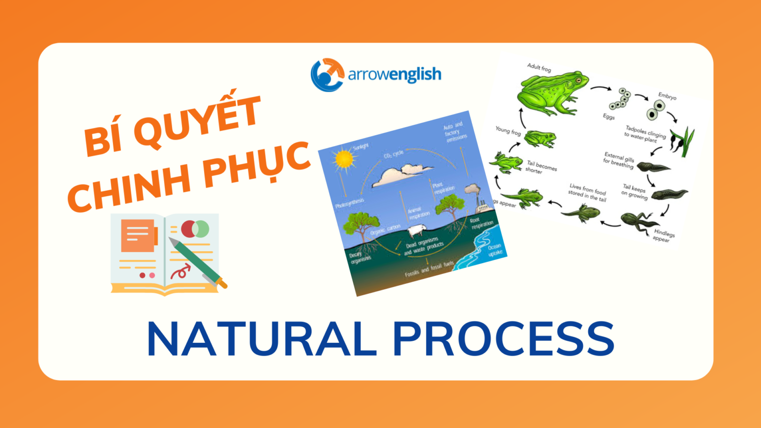 IELTS Writing Task 1: Chinh phục Natural process - english